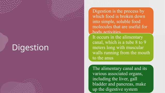 Power point on Digestion of food through digestive system | PPT