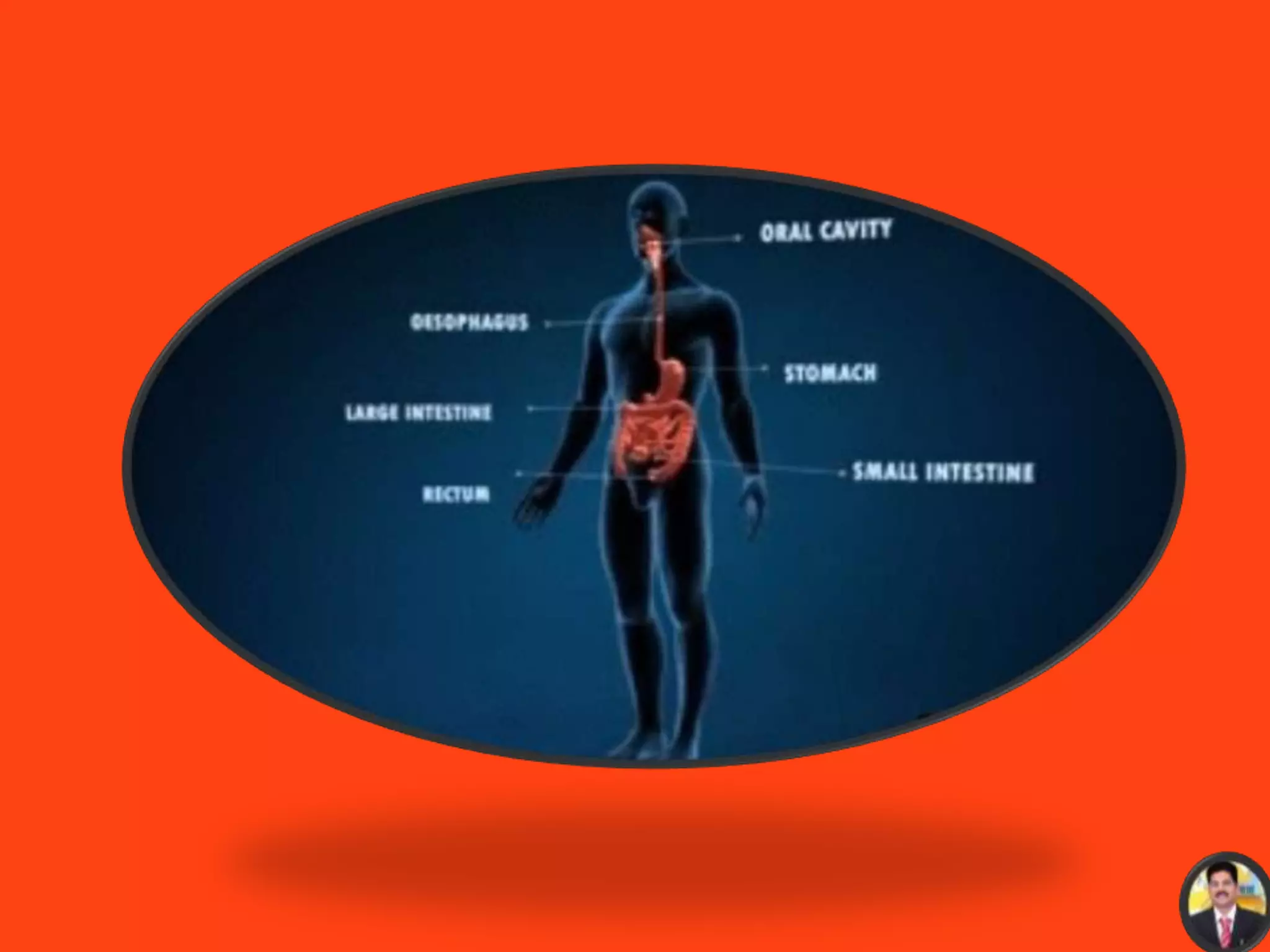 Digestion process in human | PPTX