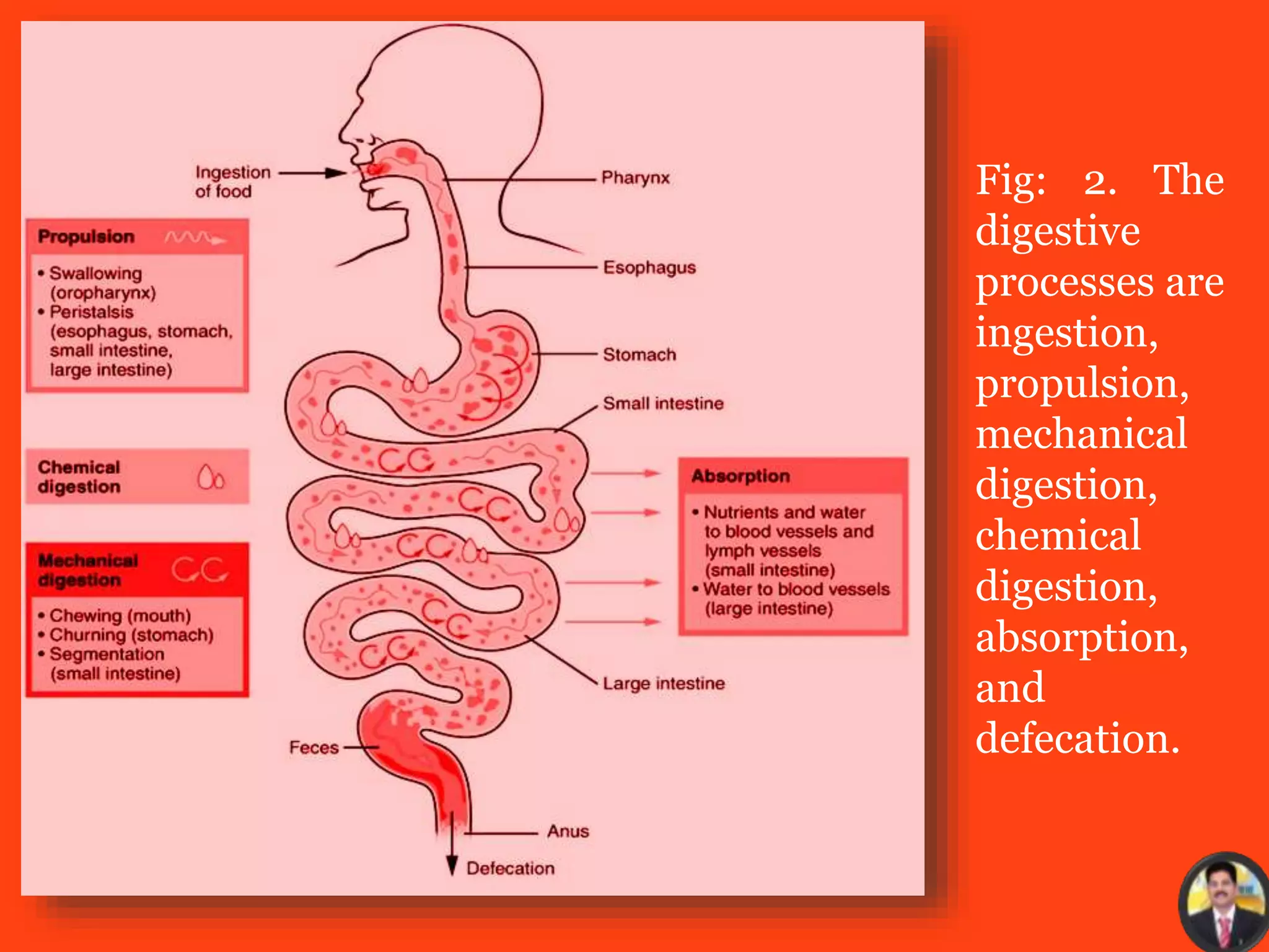 Digestion process in human | PPTX