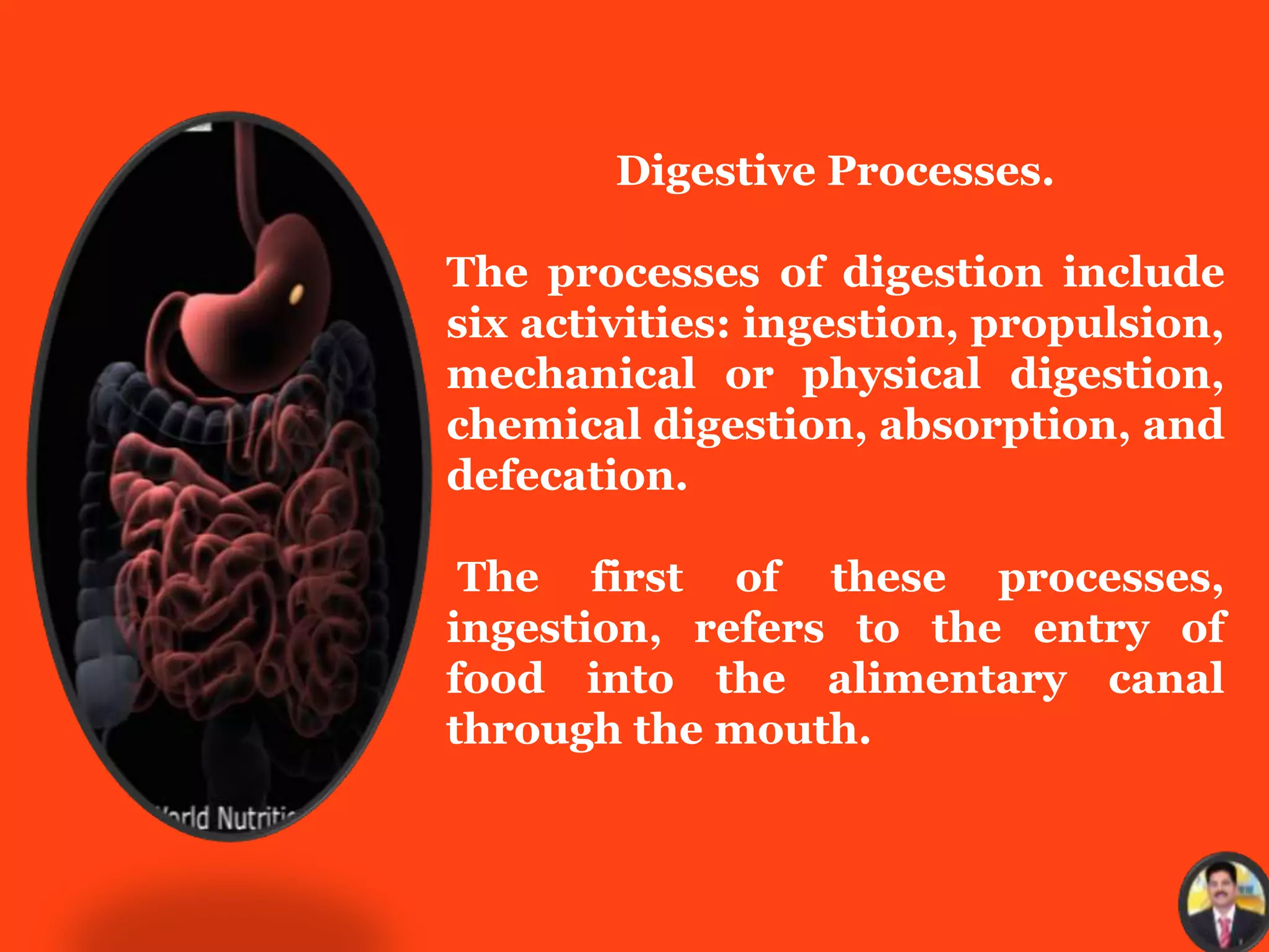 Digestion process in human | PPTX