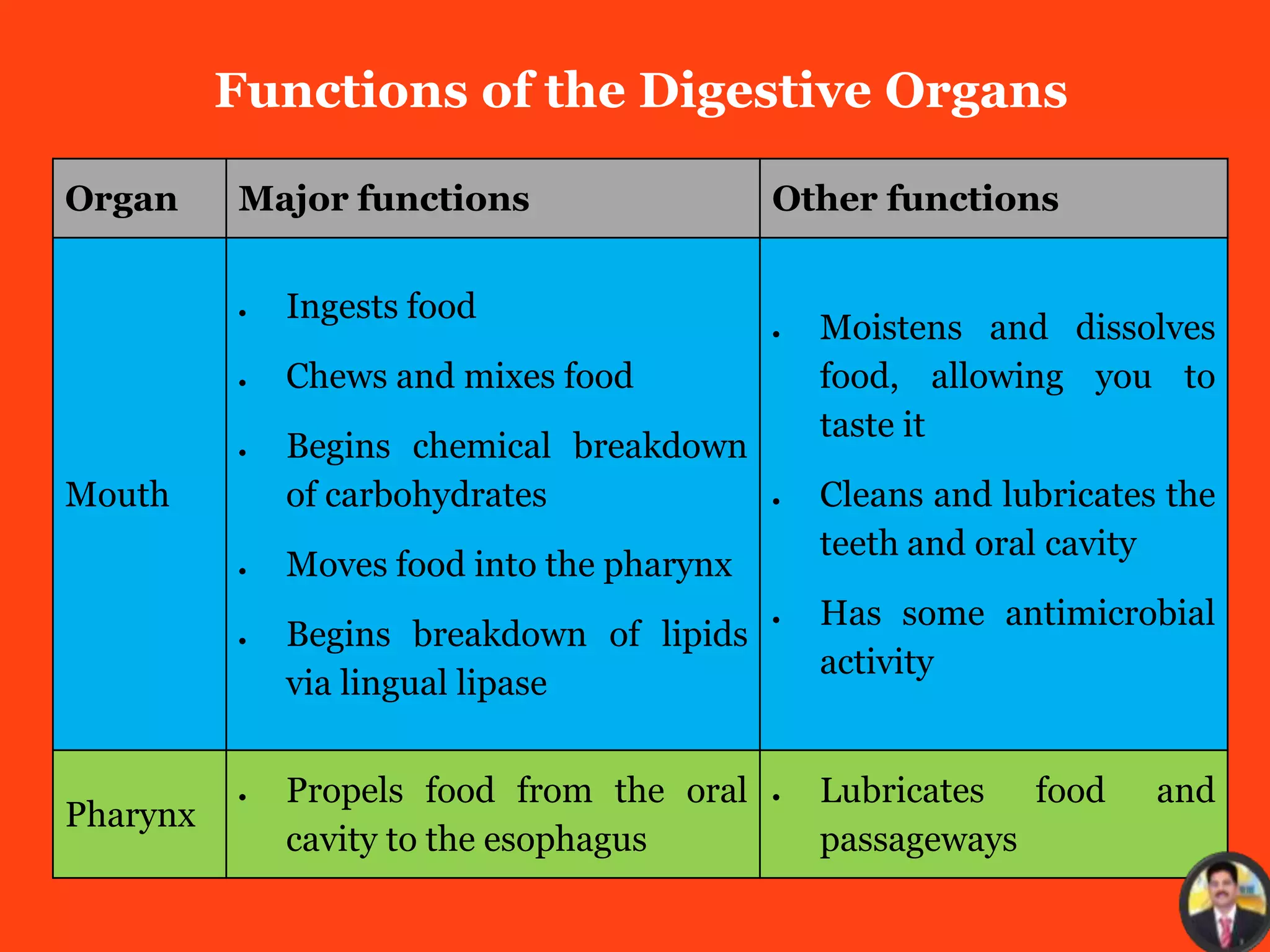 Digestion process in human | PPTX