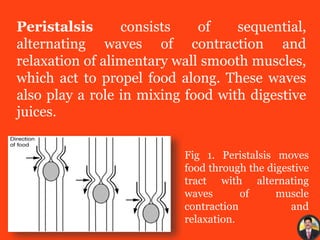 Digestion process in human | PPTX