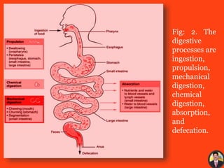 Digestion process in human | PPTX