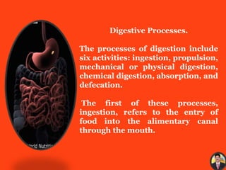 Digestion process in human | PPTX