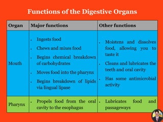 Digestion process in human | PPTX