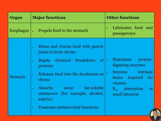 Digestion process in human | PPTX