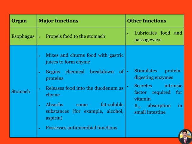 Digestion process in human | PPTX