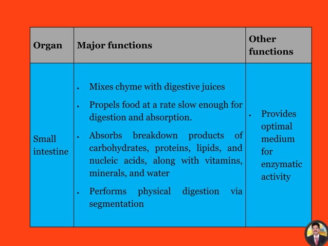 Digestion process in human | PPTX