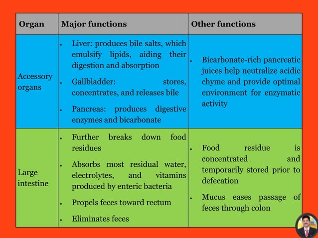 Digestion process in human | PPTX