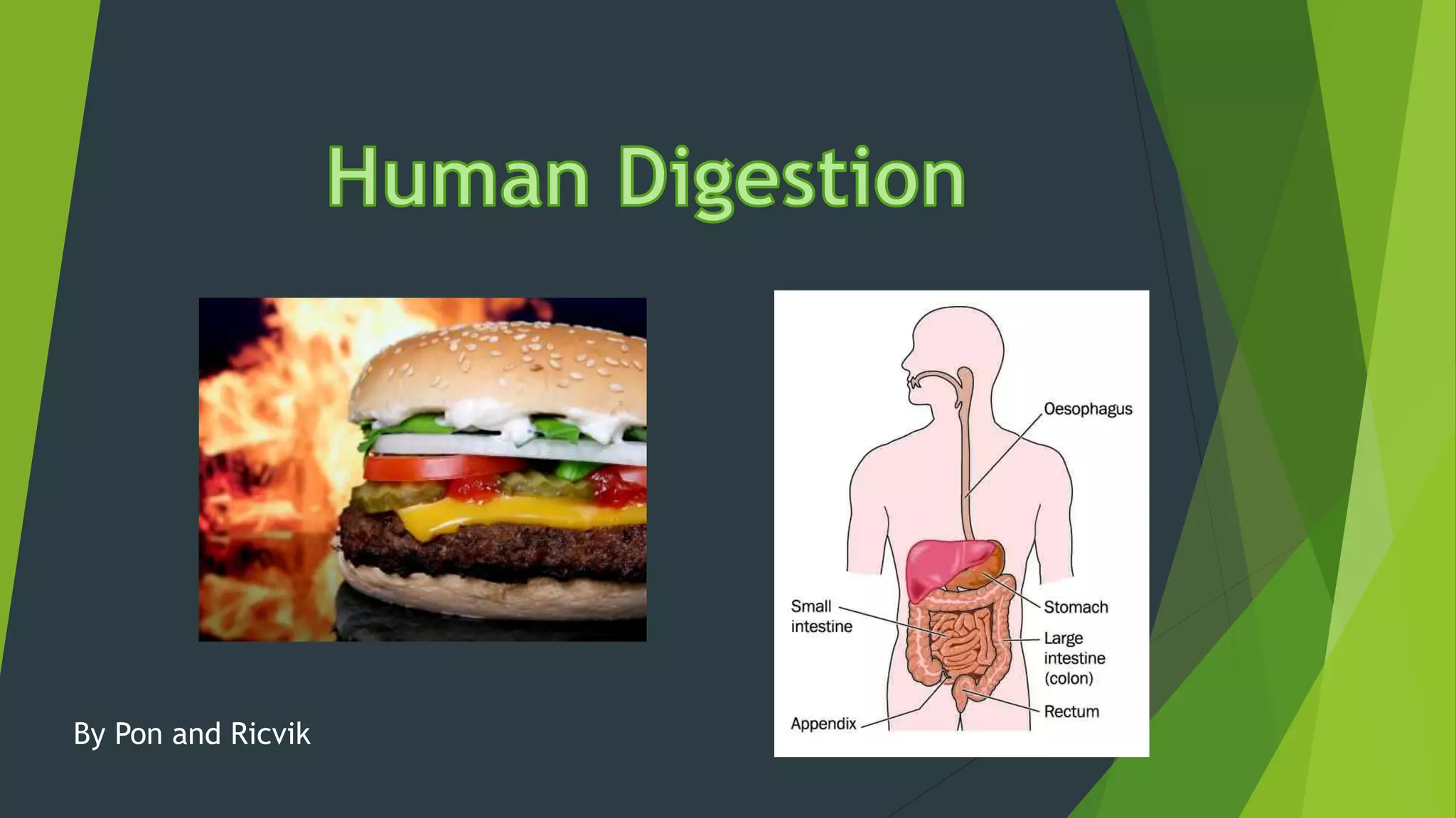 Digestion process | PPTX | Chemistry | Science