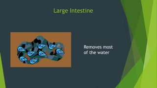 Digestion process | PPTX | Chemistry | Science