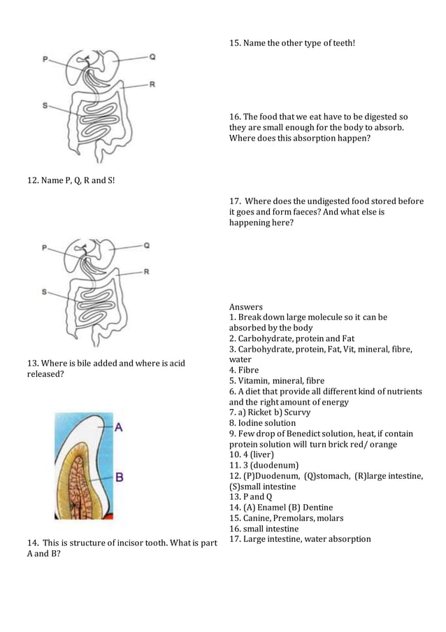 Digestion relays competition | PDF