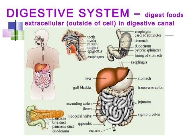 Digestion & Respiration by Jasveer Rana