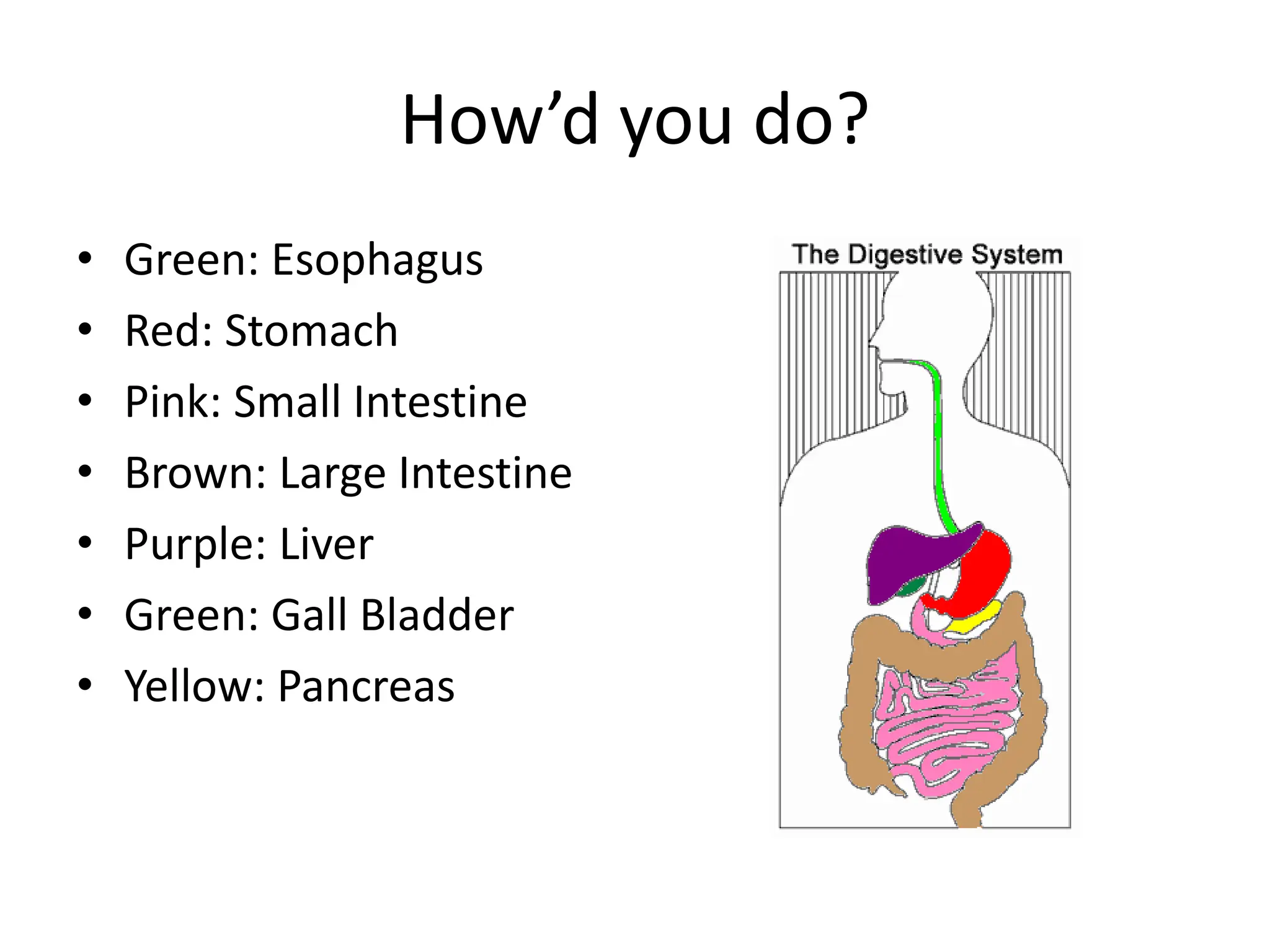 Digestion Slides power point about digestive system | PDF