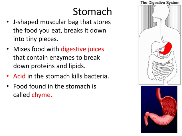 Digestion Slides power point about digestive system | PPT