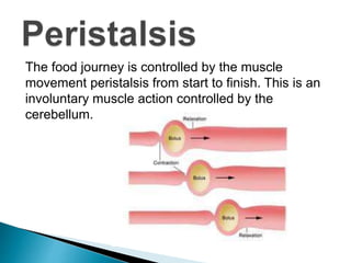 Digestion structure and_functions | PPT