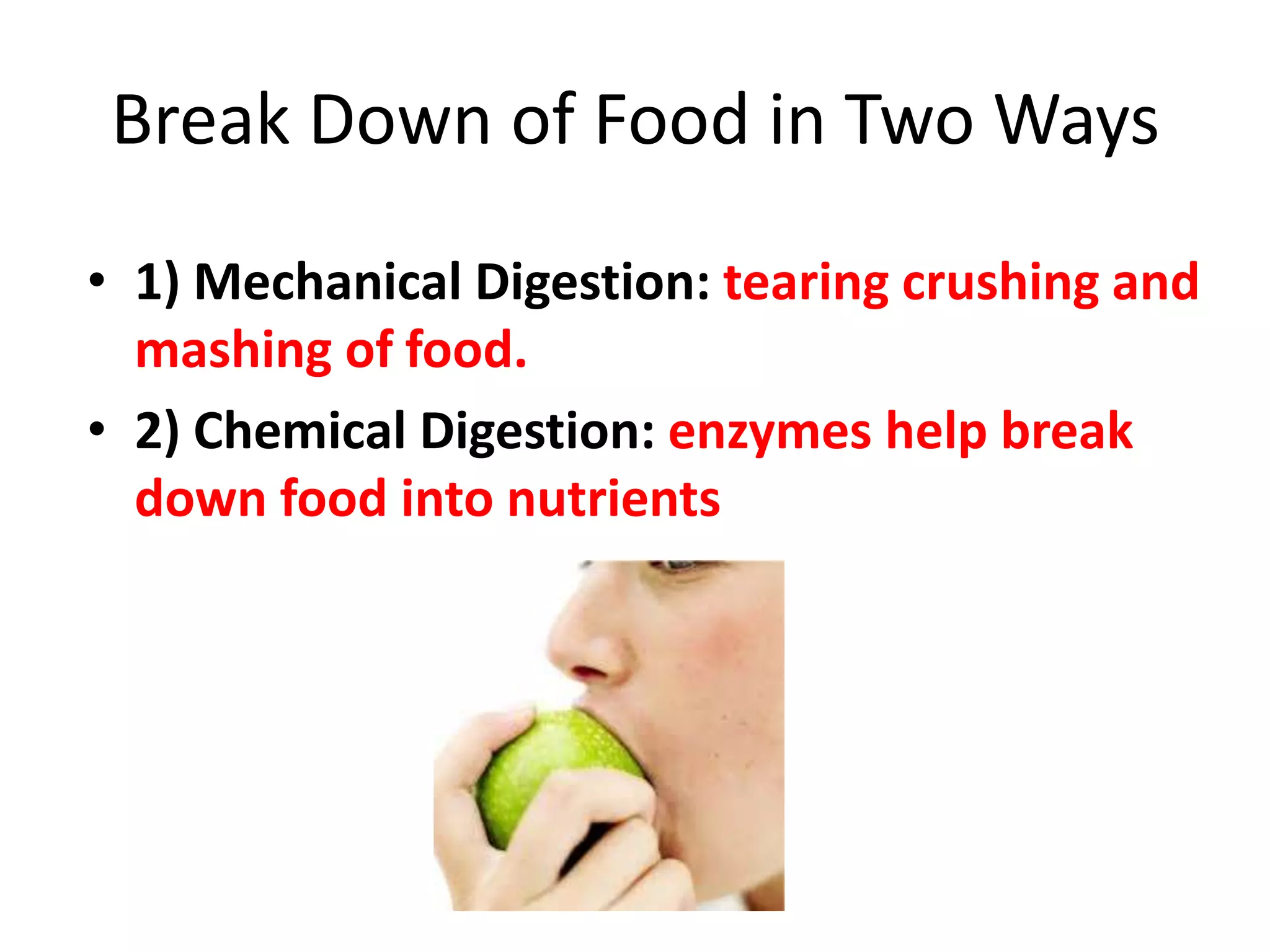 Digestion system | PPTX