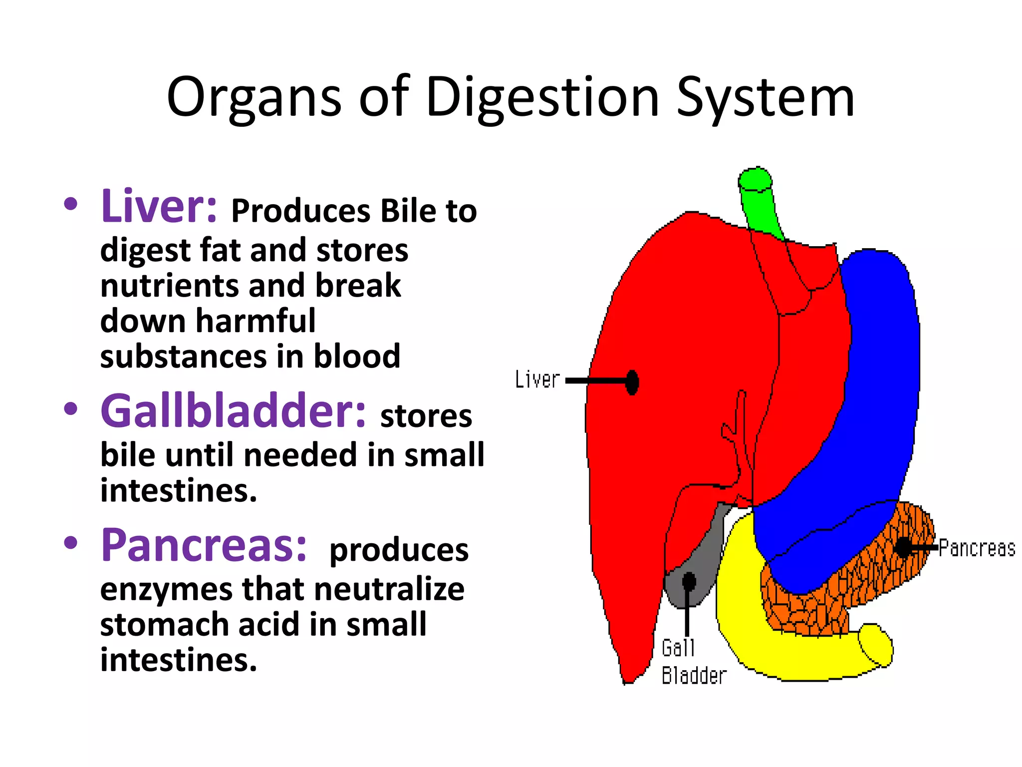 Digestion system | PPTX