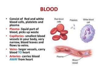 Digestion system | PPTX