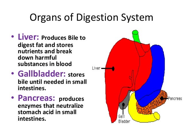 digestion-system