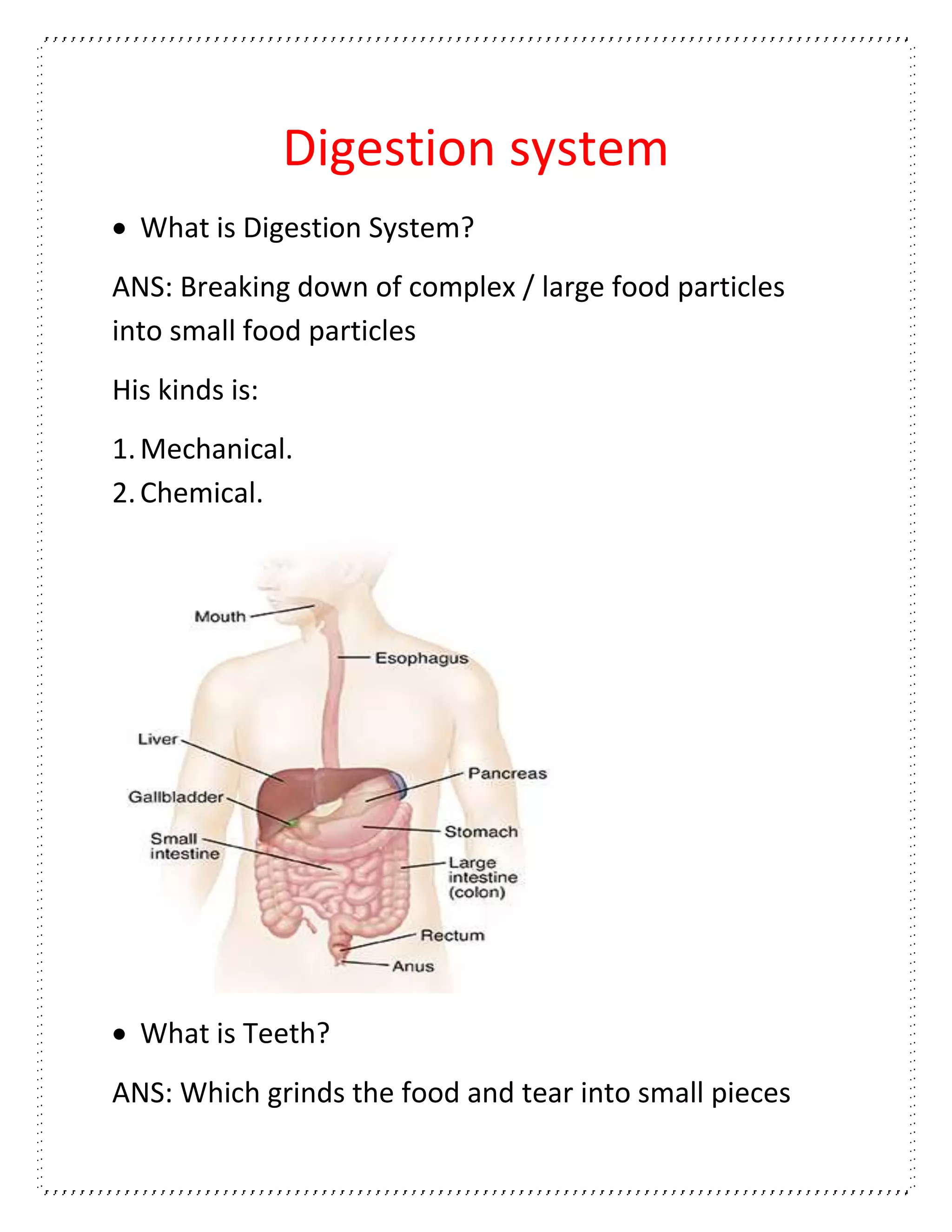 Digestion system.docx