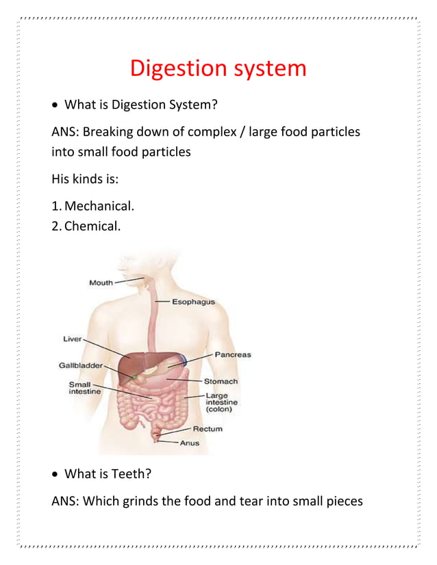 Digestion system.docx