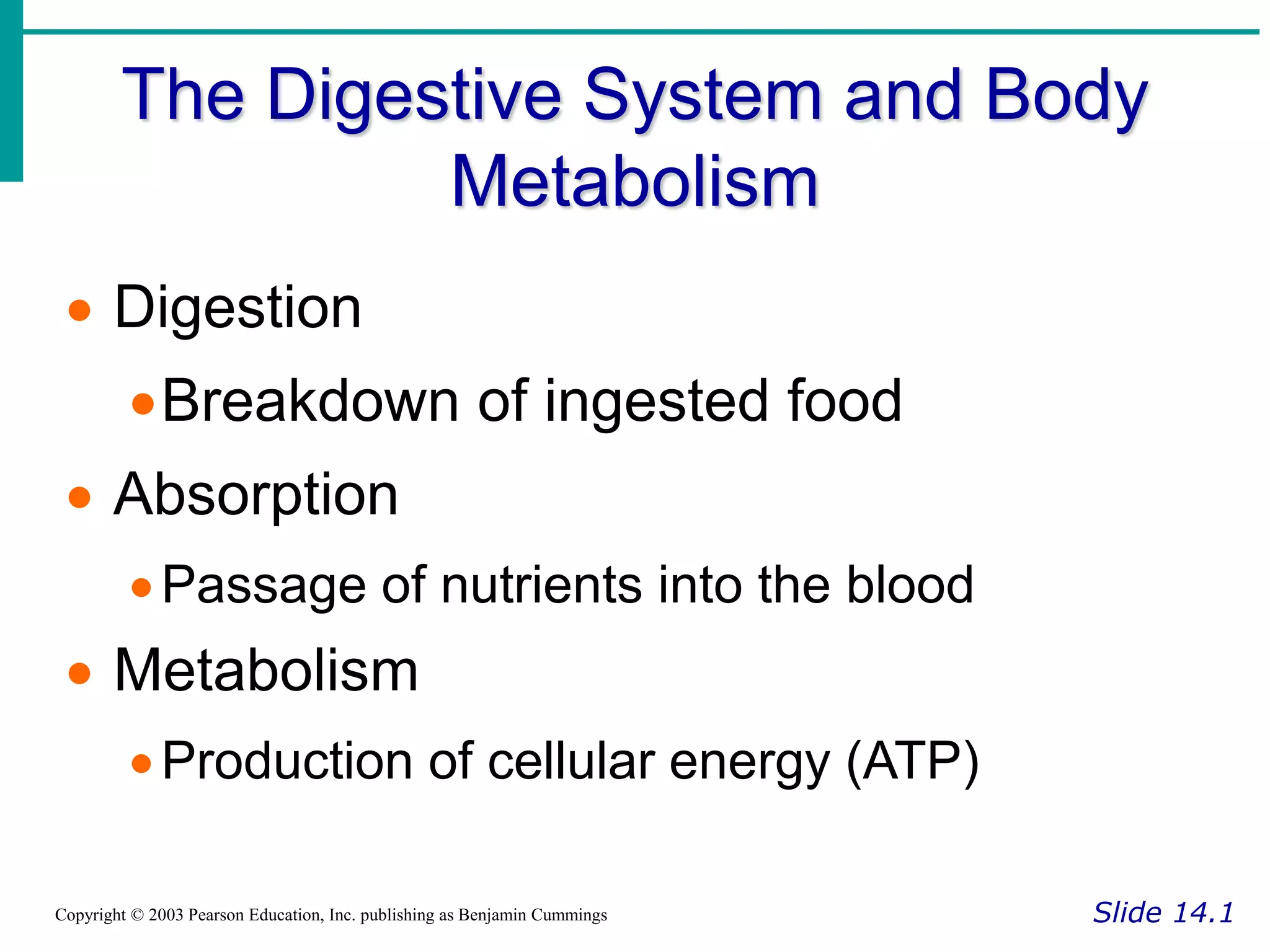 digestion system detail .ppt