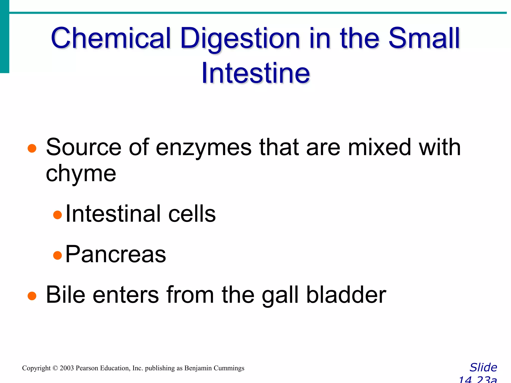 digestion system detail .ppt