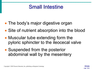 digestion system detail .ppt