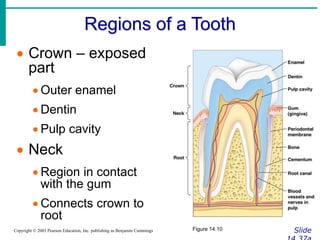 digestion system detail .ppt