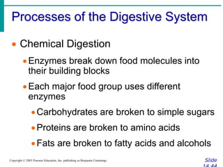 digestion system detail .ppt