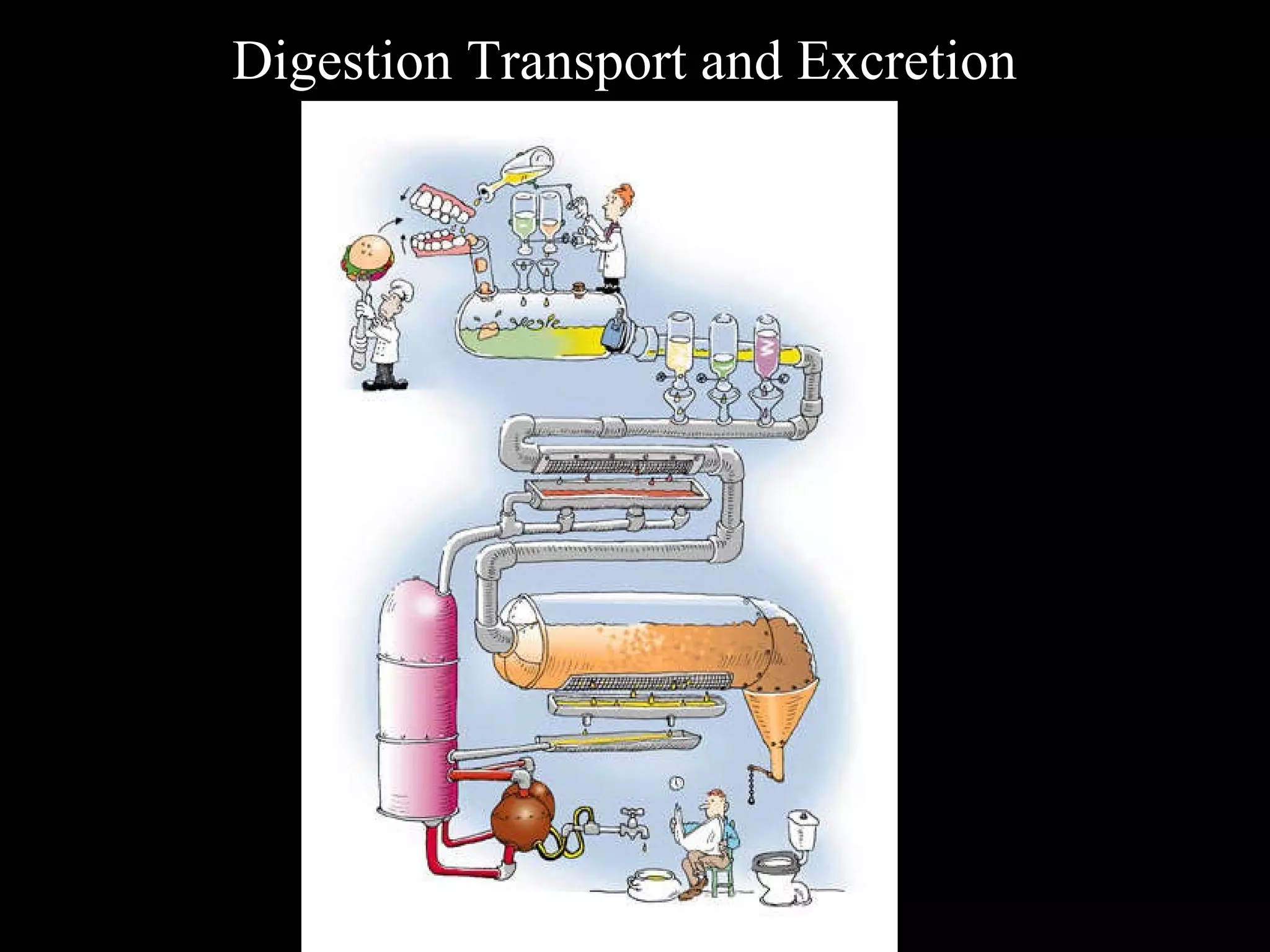 Digestion transport and excretion | PPT
