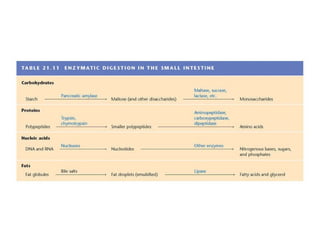 Digestion transport and excretion | PPT