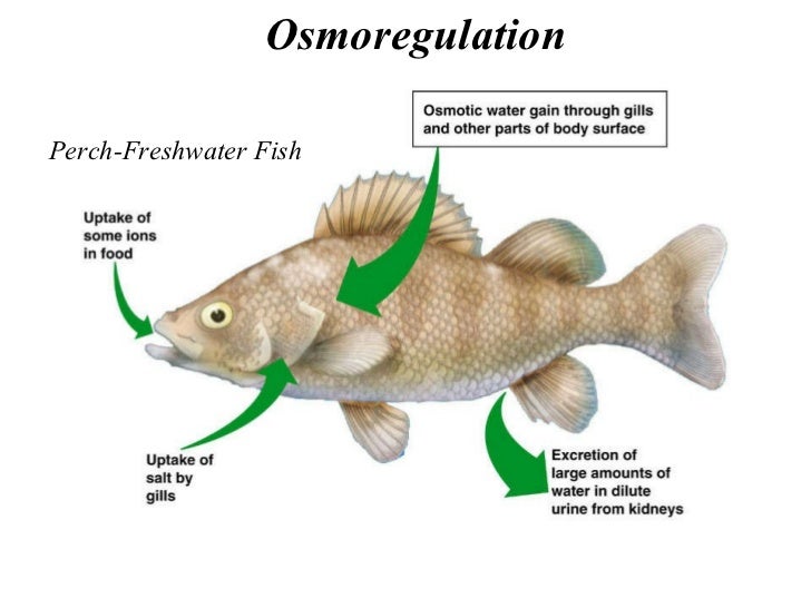 Digestion transport and excretion