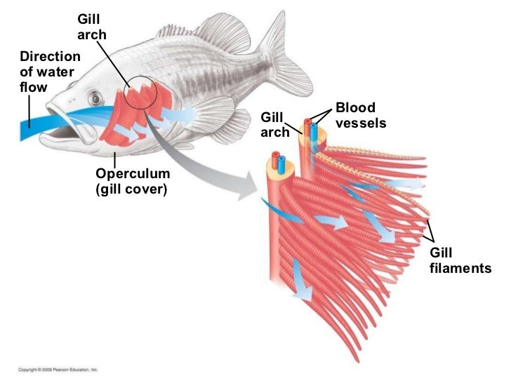 Digestion transport and excretion