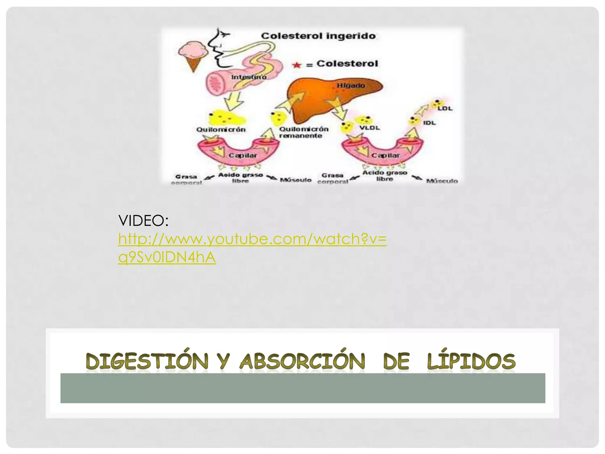 Digestion y absorcion | PPTX