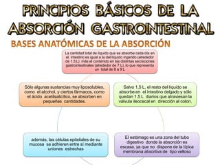 digestion y absorcion.pptx