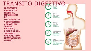 DIGESTION Y ABSORCION undac anatomia estomatologica2347637727.pptx