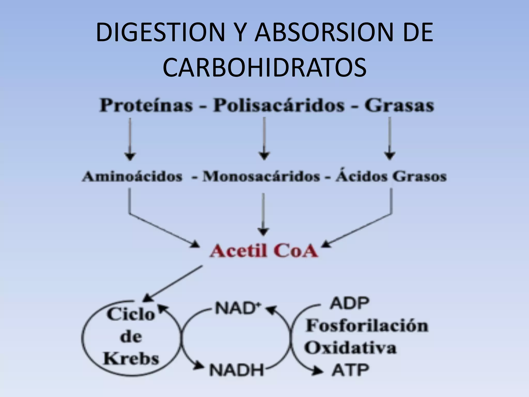 Digestion y absorcion de carbohidratos,proteinas,lipidos | PPTX