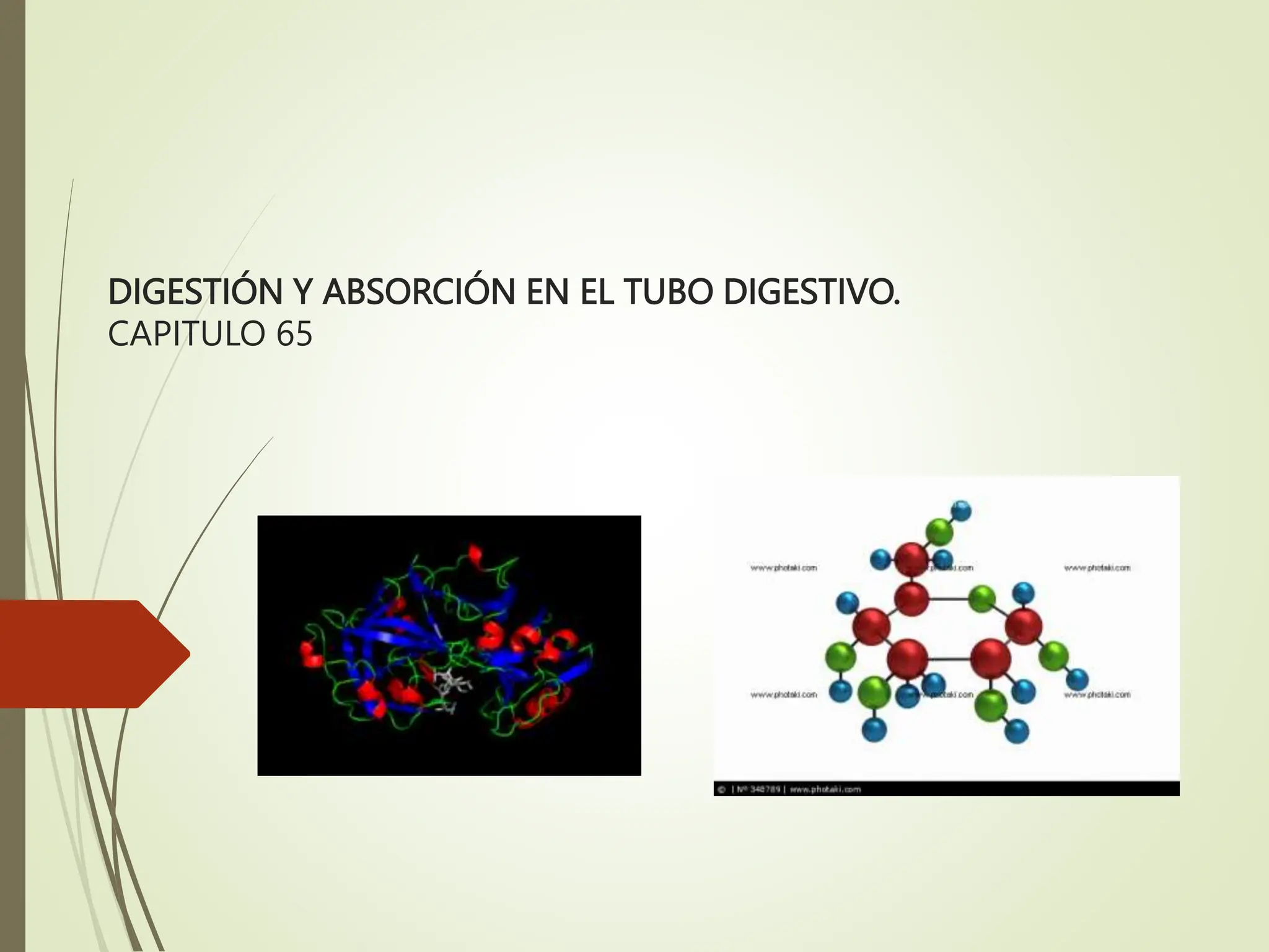 DIGESTION Y ABSORCION EN EL TUBO DIGESTIVO.pptx