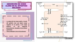 DIGESTION Y ABSORCION FISIOLOGIA II.pptx