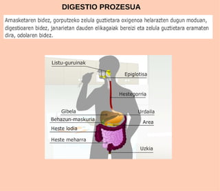 Digestio prozesua | PPT