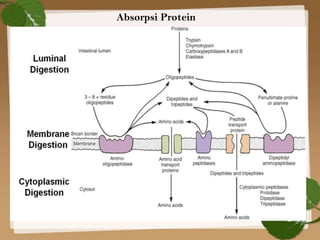 Digesti protein | PPTX