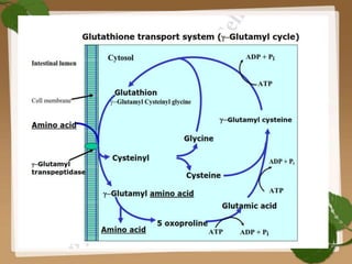 Digesti protein | PPTX