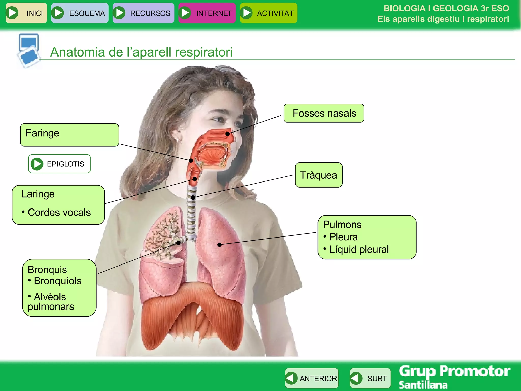 Digestiu Respiratori 3eso | PPS