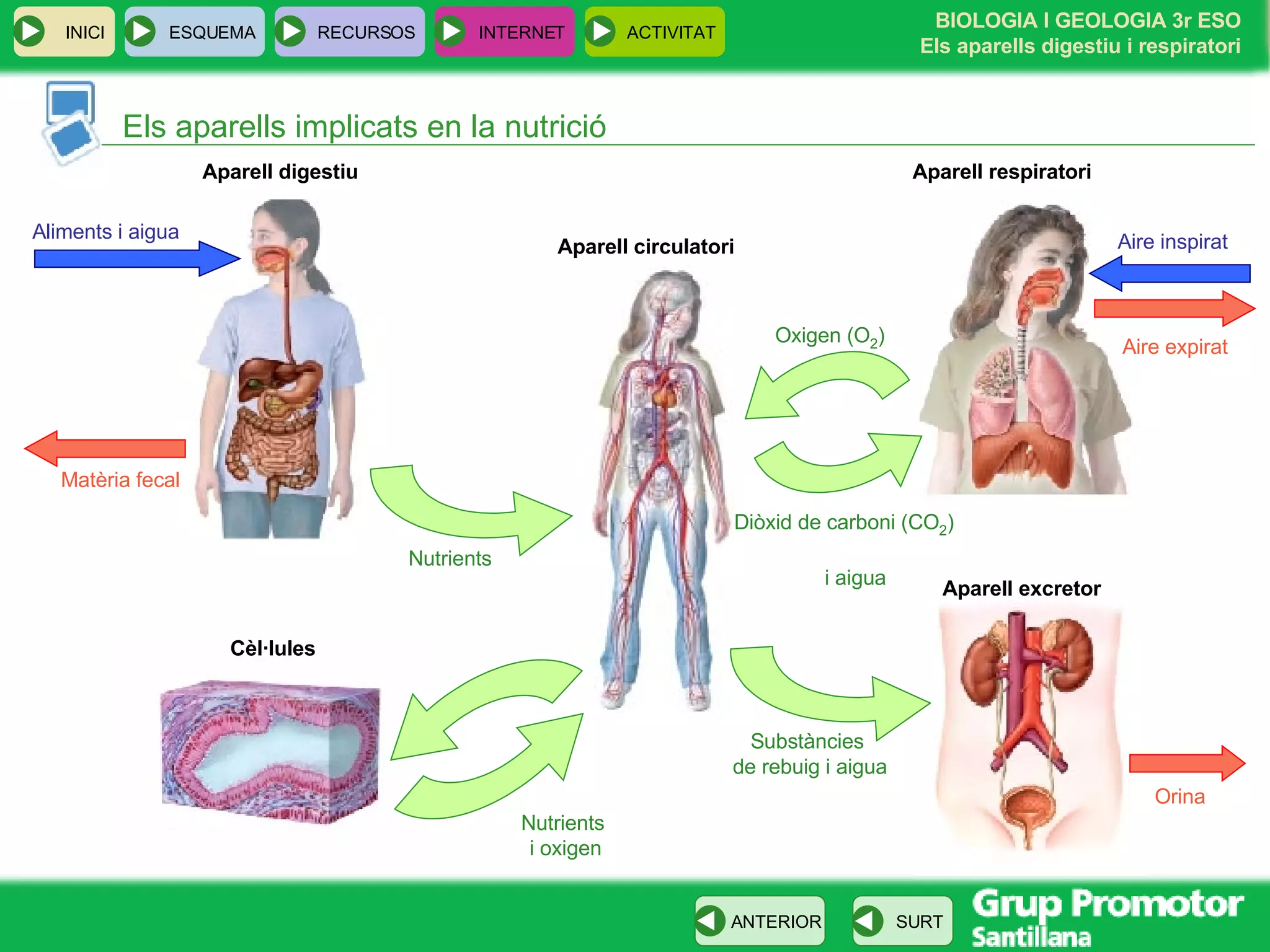 Digestiu Respiratori 3eso | PPS