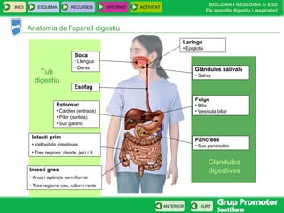 Digestiu Respiratori 3eso | PPT