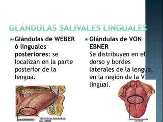 Digestivas 5- glàndulas salivales | PPTX