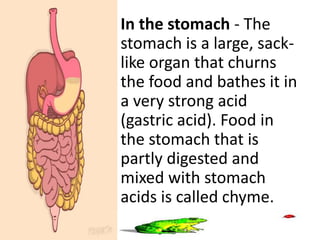 Digestive system | PPT | Free Download