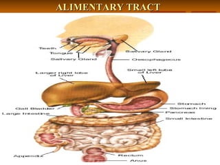 Digestive system interesting! | PPT